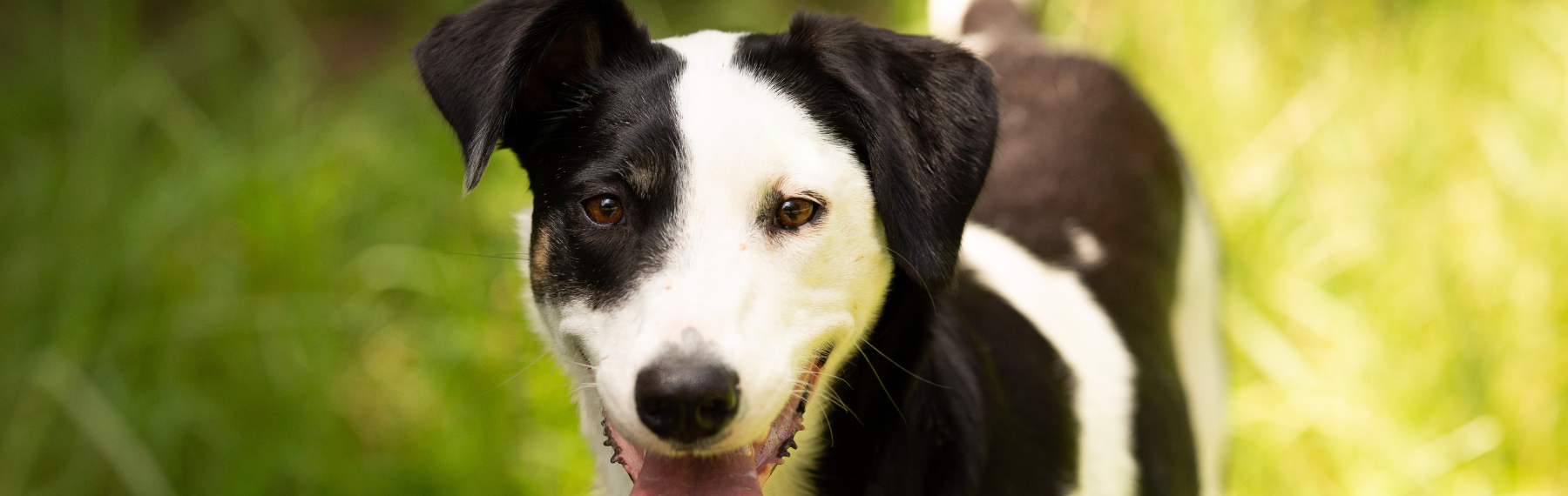 Veterinary Behaviour Services NZ > Services > Dog Behaviour