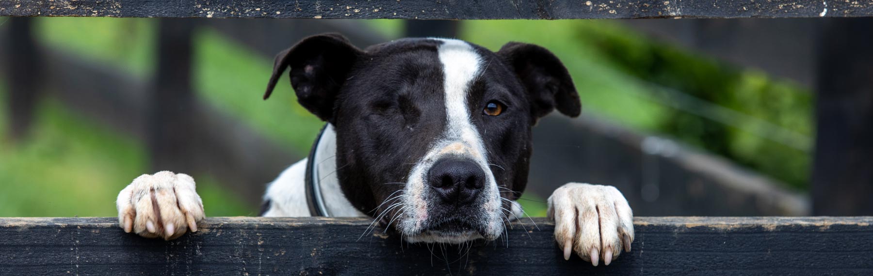 Veterinary Behaviour Services NZ > Services > Dog Behaviour