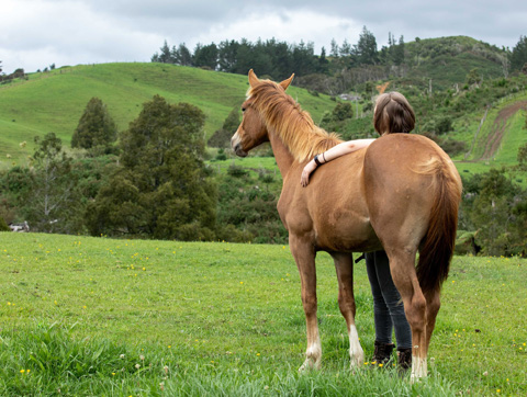 Animal Behaviour Training | Veterinary Behaviour Training | Waikato, NZ
